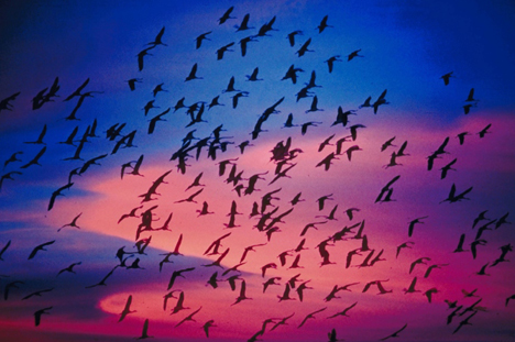 Bird Migration Patterns Changing Due to Climate Change – Green Living ...